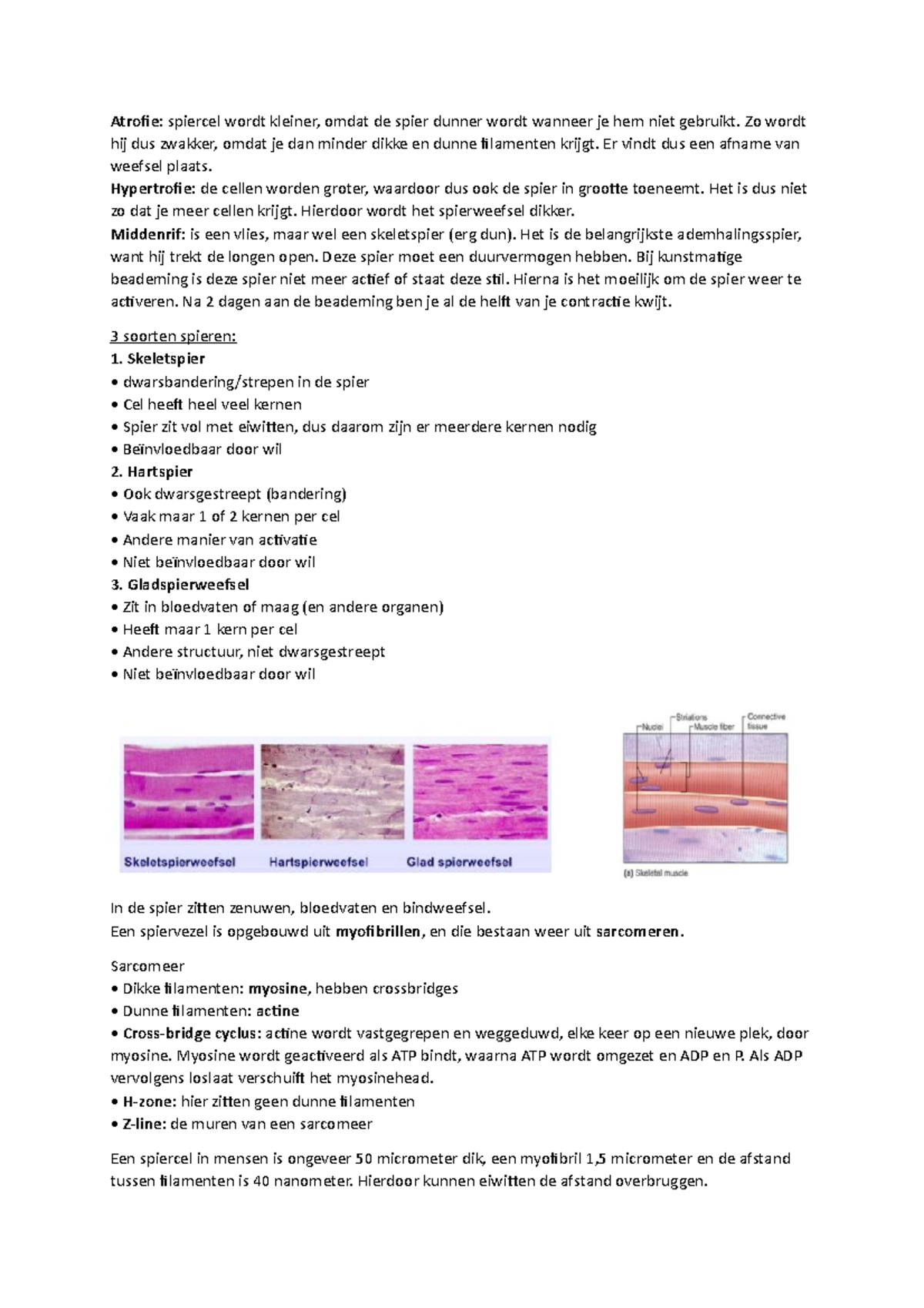 Fysiologie van de spieren samenvatting - Atrofie: spiercel wordt ...