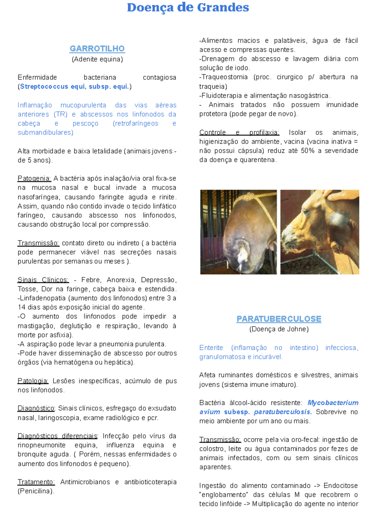 Doenças Grandes - Doença de Grandes GARROTILHO (Adenite equina ...