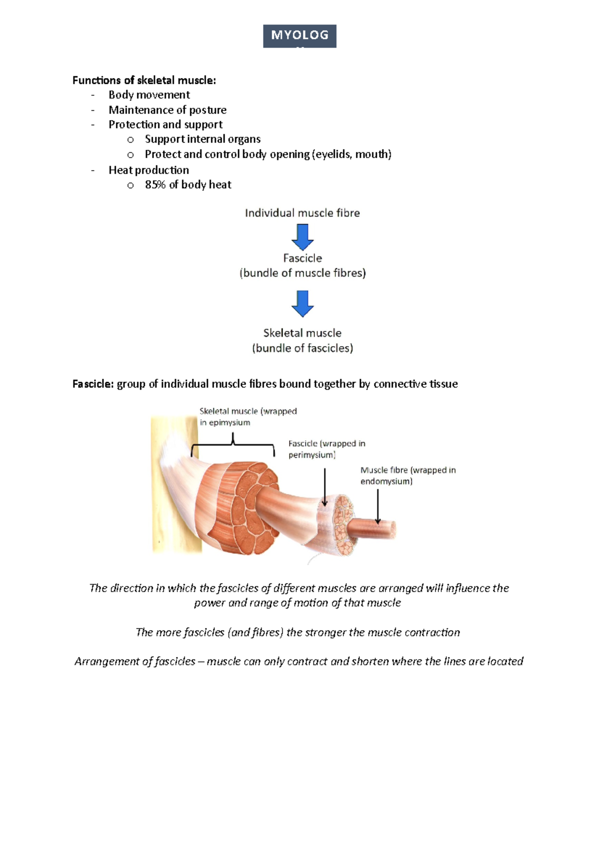 Myology - Lecture about muscles - MYOLOGY Functions of skeletal muscle ...