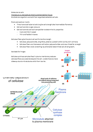 Lecture 1 notes - cells and organs basics - BIOL10232 - Studocu