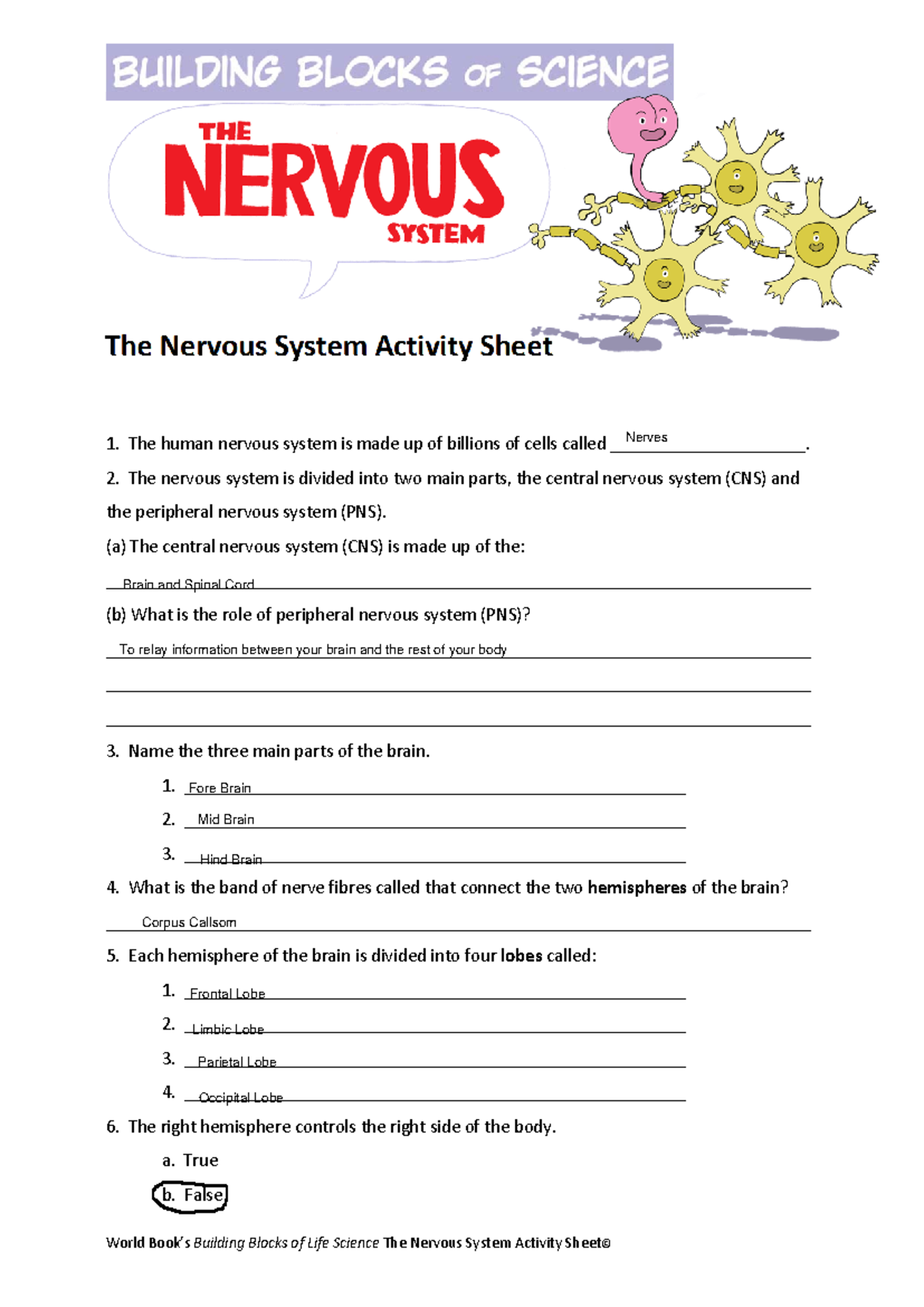 Nervous System Activity Sheet - The human nervous system is made up of ...