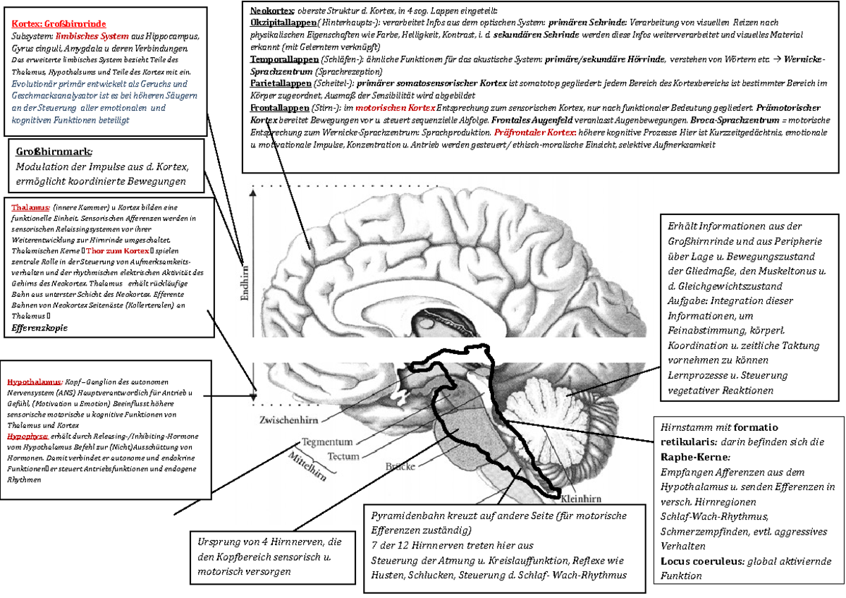 Gehirn Übersicht - Neokortex: oberste Struktur d. Kortex, in 4 sog ...
