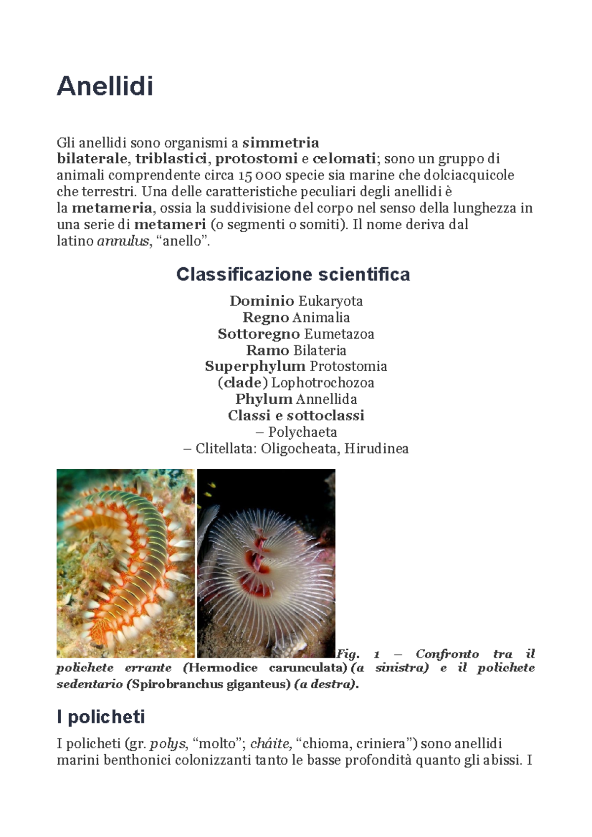 Anellidi - sintesi anellida - Anellidi Gli anellidi sono organismi a ...