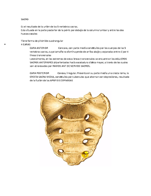 Arteria Iliaca Común, Externa, Interna y sus Ramas Correspondientes ...