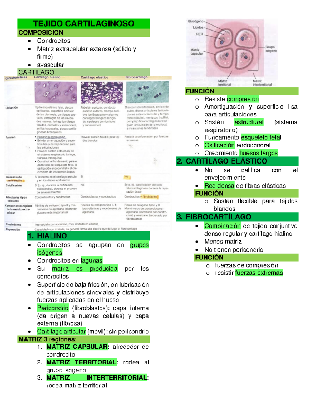 Tejido Cartilaginoso - TEJIDO CARTILAGINOSO COMPOSICION Condrocitos ...