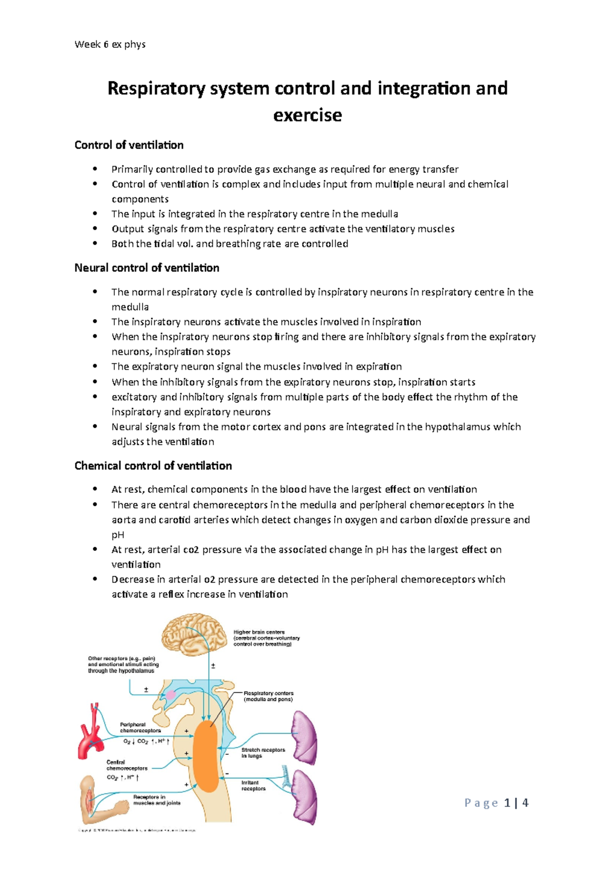 Lecture 6 - respiratory control - Respiratory system control and ...