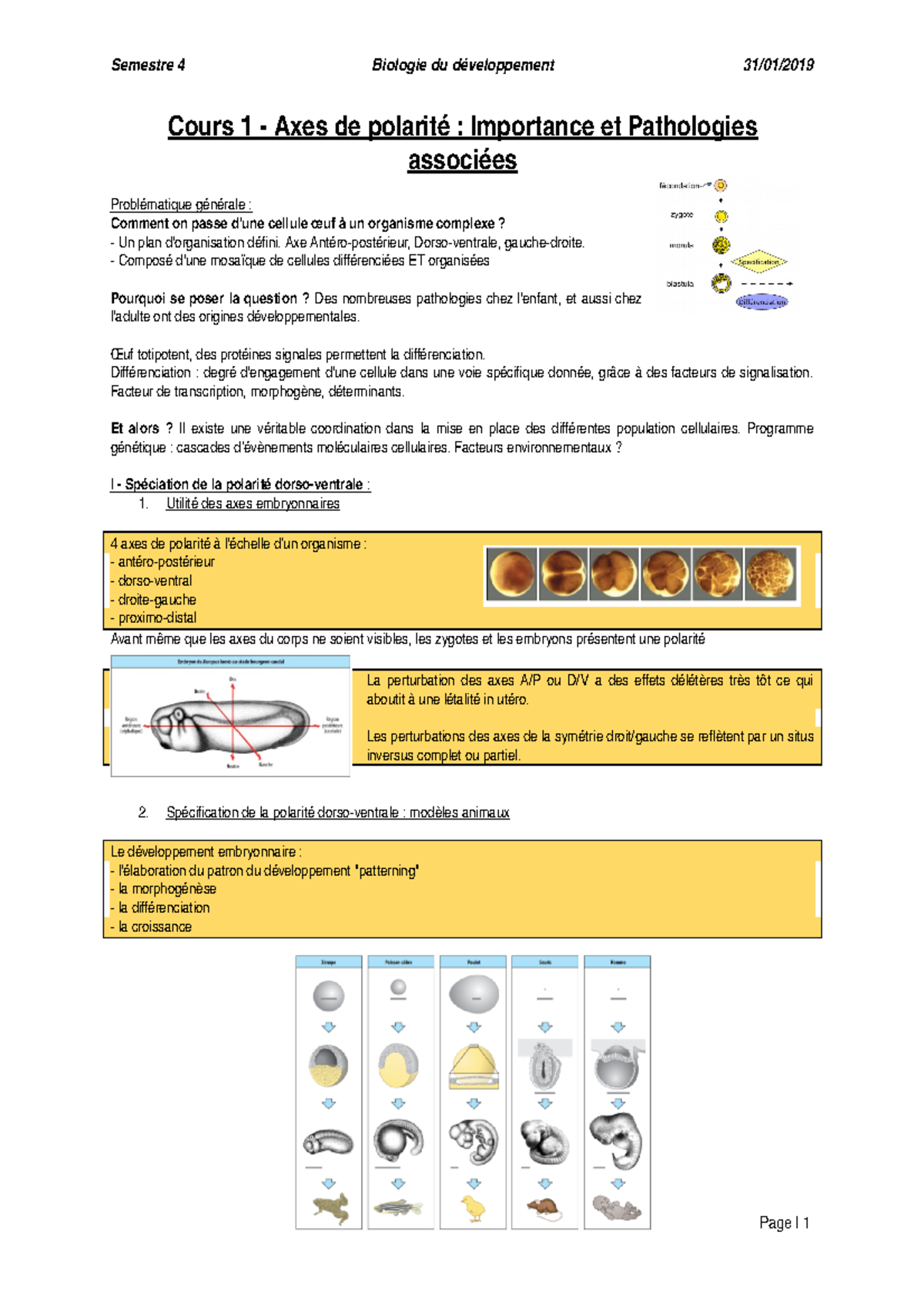 Polarité Segmentaire Symptômes – OVNI