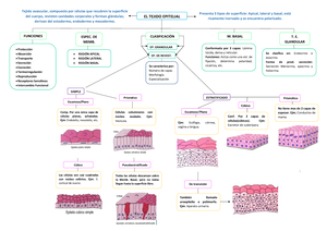 Guía de Prácticas de Histología Morfología II - UNIVERSIDAD PRIVADA ANTENOR ORREGO FACULTAD DE ...