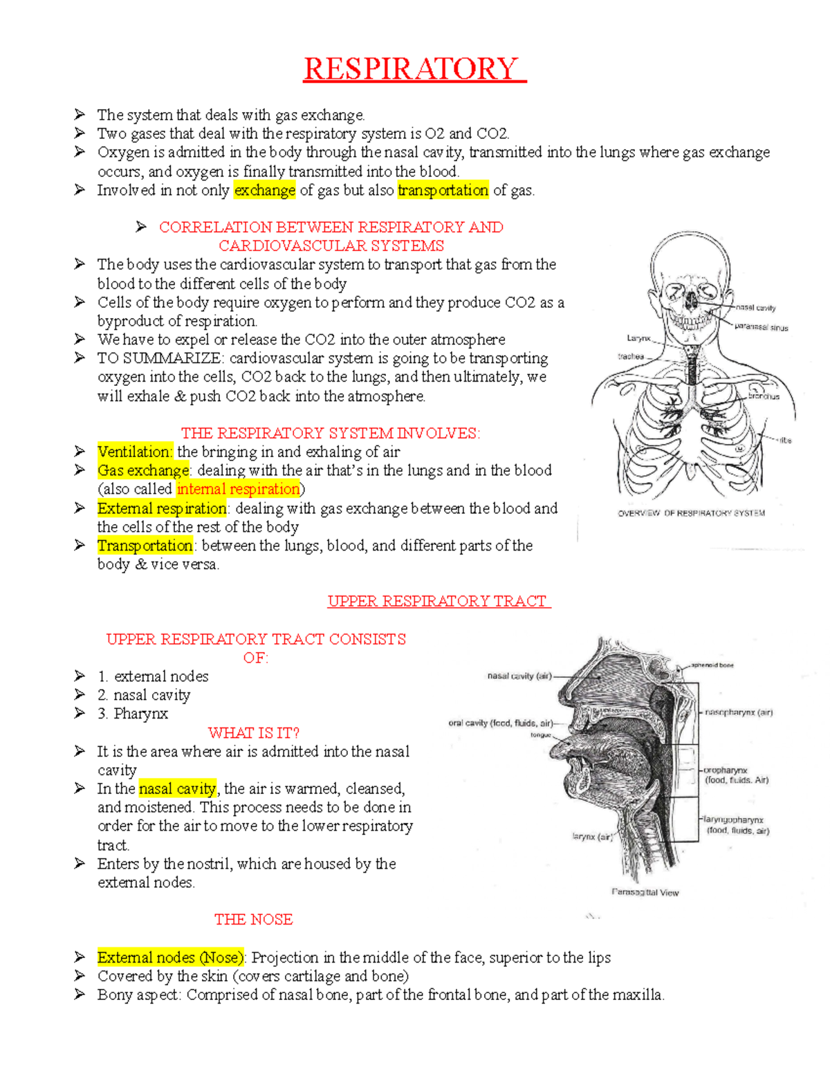 Respiratory anatomy review - RESPIRATORY The system that deals with gas ...
