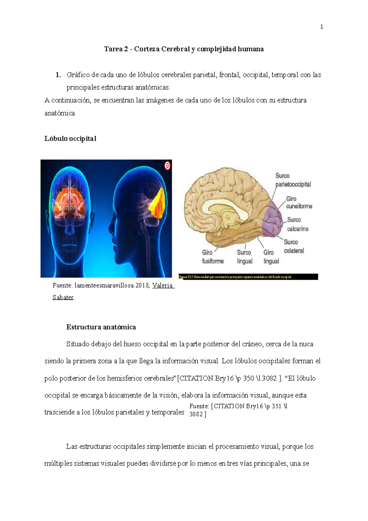 Tarea 2 Corteza cerebral y complejidad humana - Tarea 2 - Corteza ...
