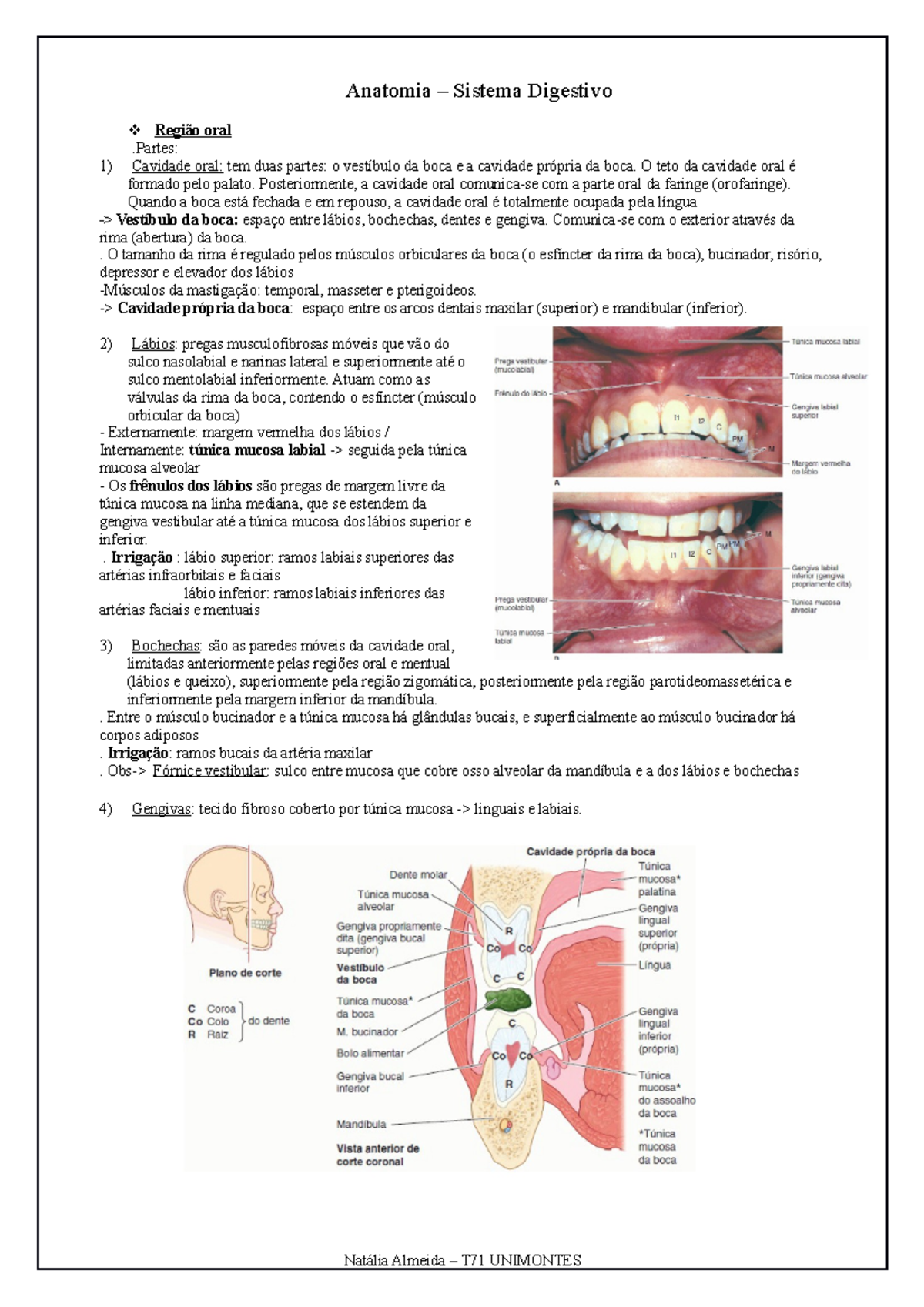 Anatomia 05 - Digestório - Anatomia – Sistema Digestivo Região oral ...