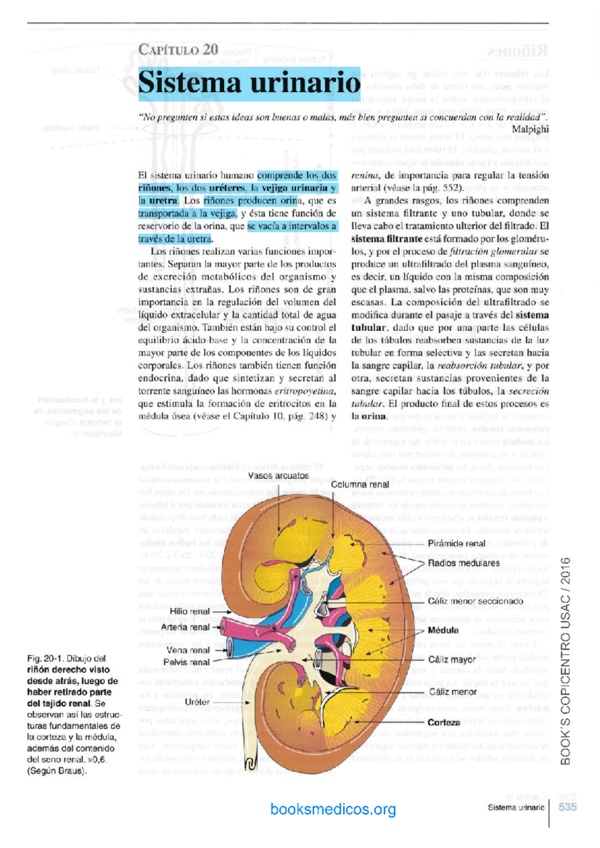Sistema Urinario (kibro) - CAPÍTULO 20 Sistema urinario pregunten si ...