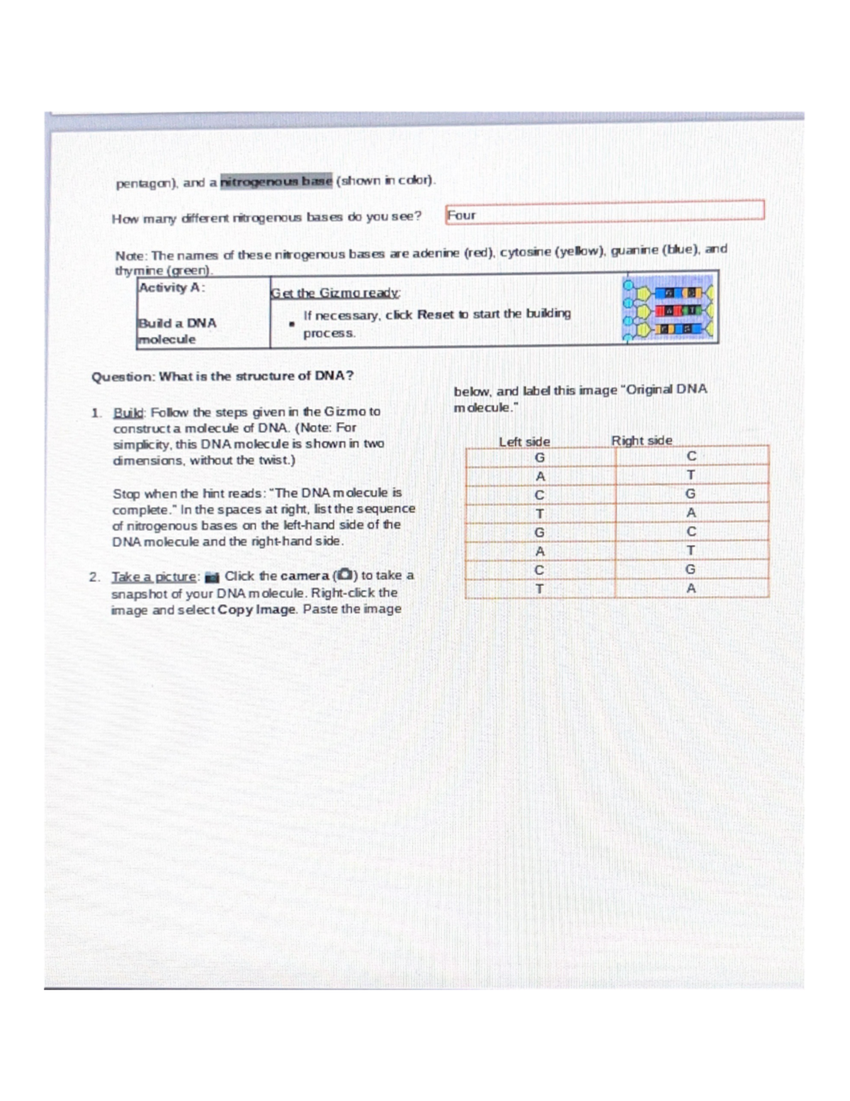 Note The names of these nitrogenous bases are adenine (red), cytosine ...