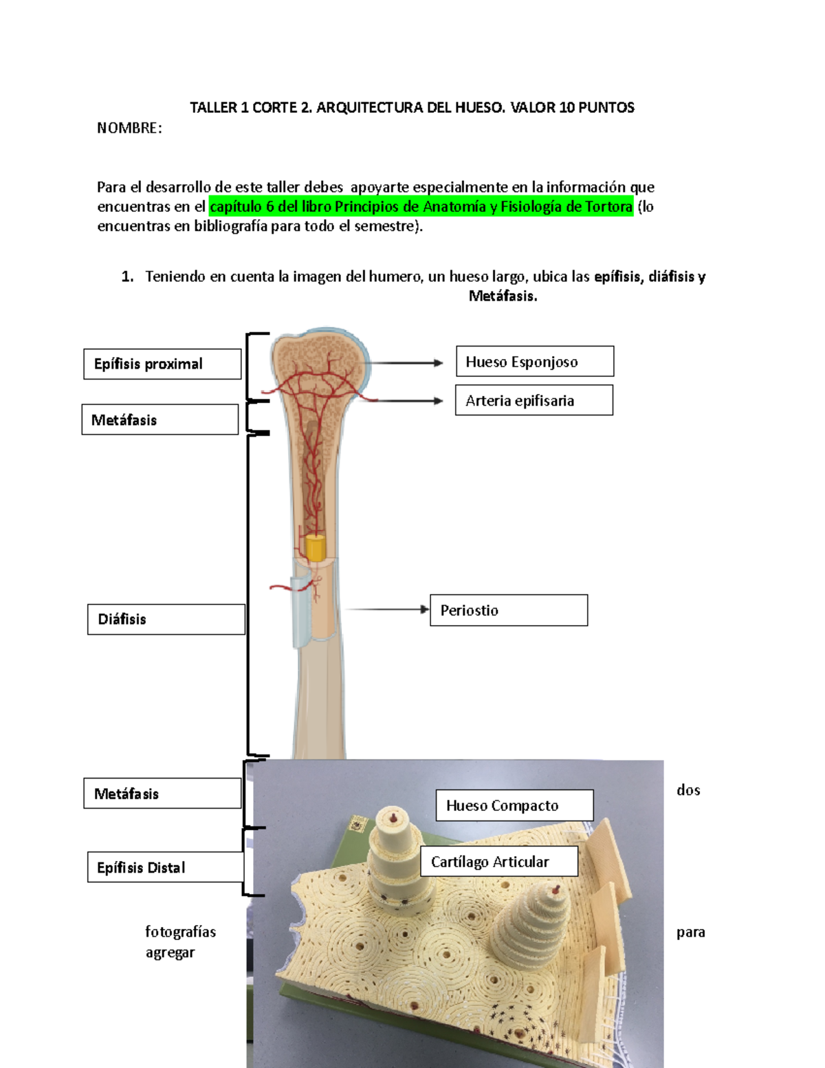 Taller 1 Corte 2 Arquitectura DEL Hueso - TALLER 1 CORTE 2 ...