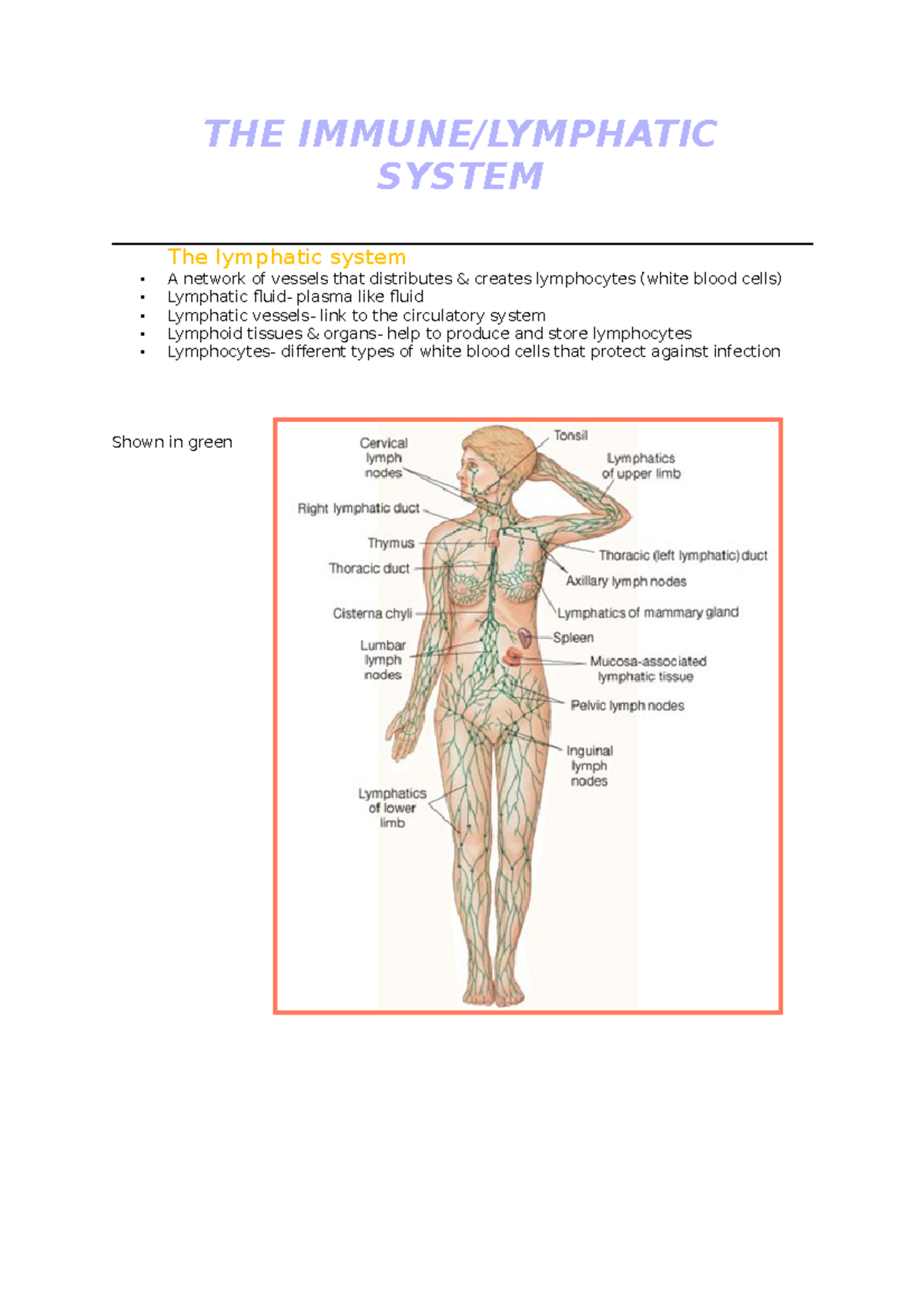 THE Immune System - Lecture notes 8 - THE IMMUNE/LYMPHATIC SYSTEM The ...