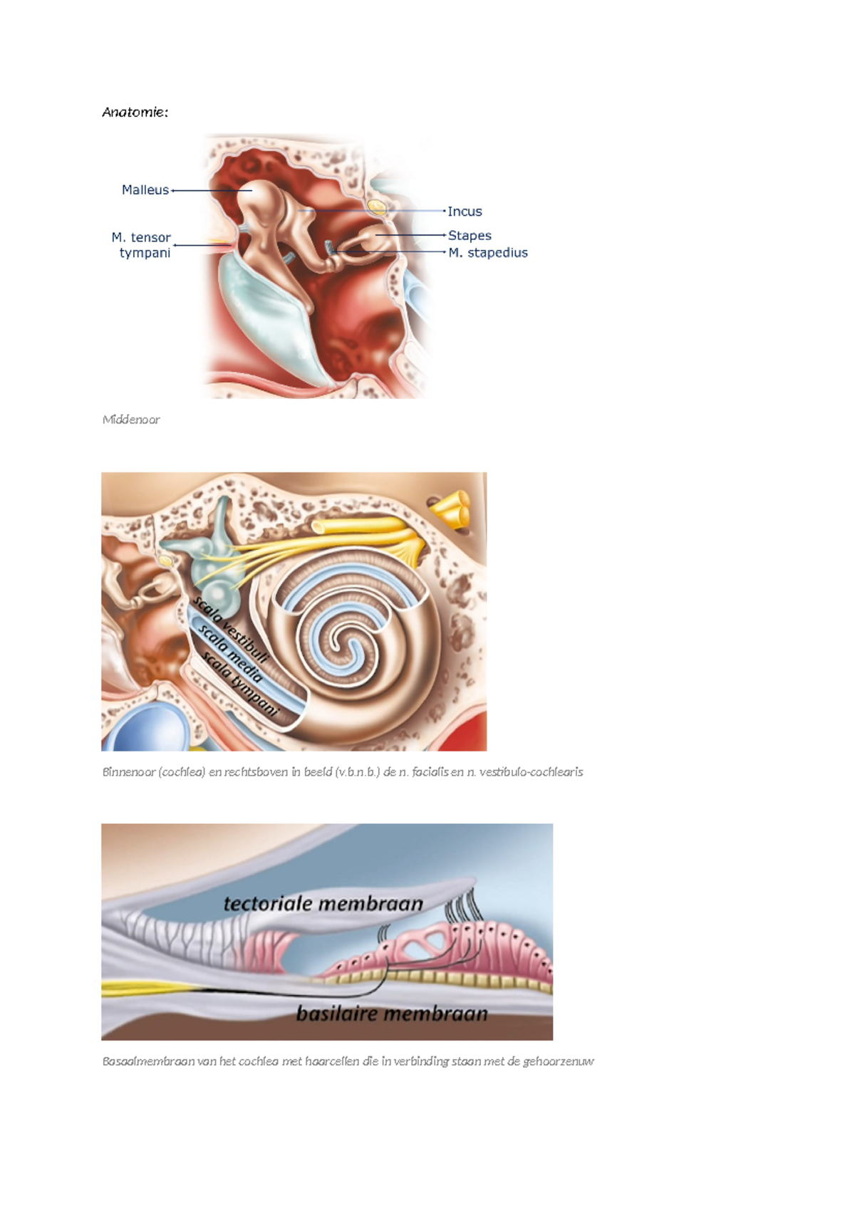 EL Gehoorverlies - CKO6v - Anatomie: Middenoor Binnenoor (cochlea) en ...
