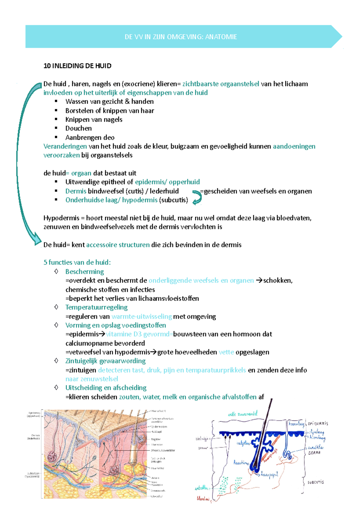 Hoofdstuk 5 - 10 INLEIDING DE HUID De huid , haren, nagels en ...