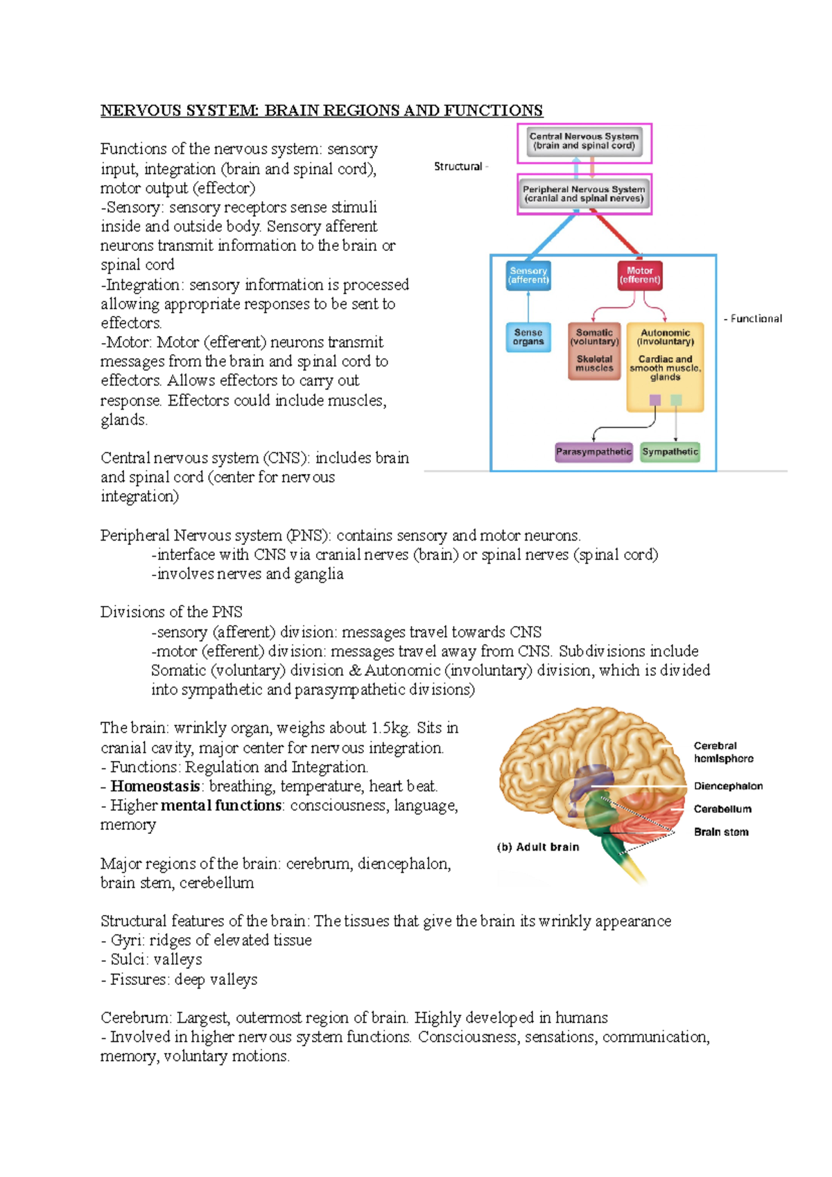 The Nervous System - NERVOUS SYSTEM: BRAIN REGIONS AND FUNCTIONS ...