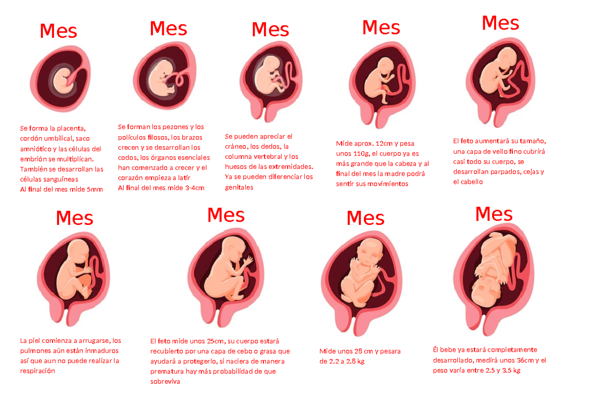 Cy T Desarrollo del embrion - Se forma la placenta, cordón umbilical ...