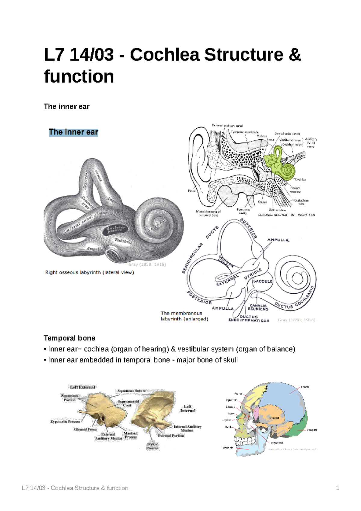 L7 1403 - Cochlea Structure function - L7 14/03 - Cochlea Structure ...
