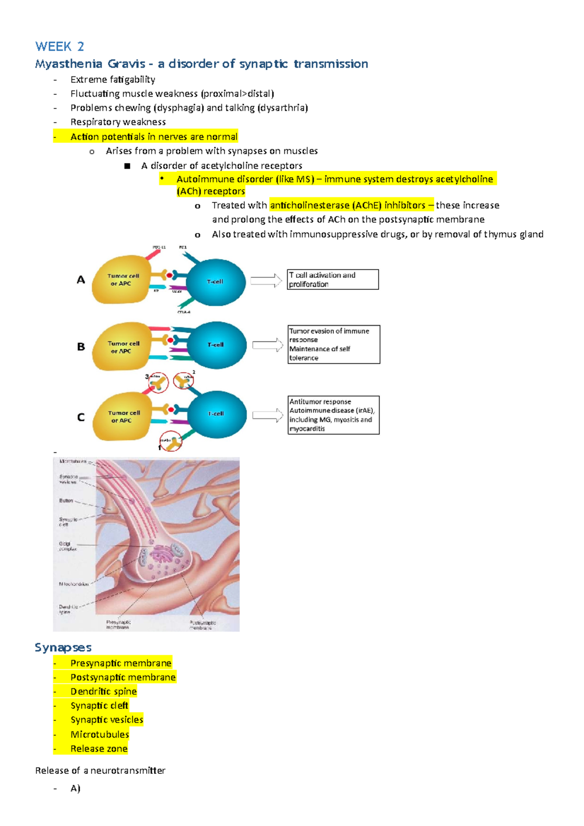 Week 2 - Lecture notes 2 - WEEK 2 Myasthenia Gravis – a disorder of ...
