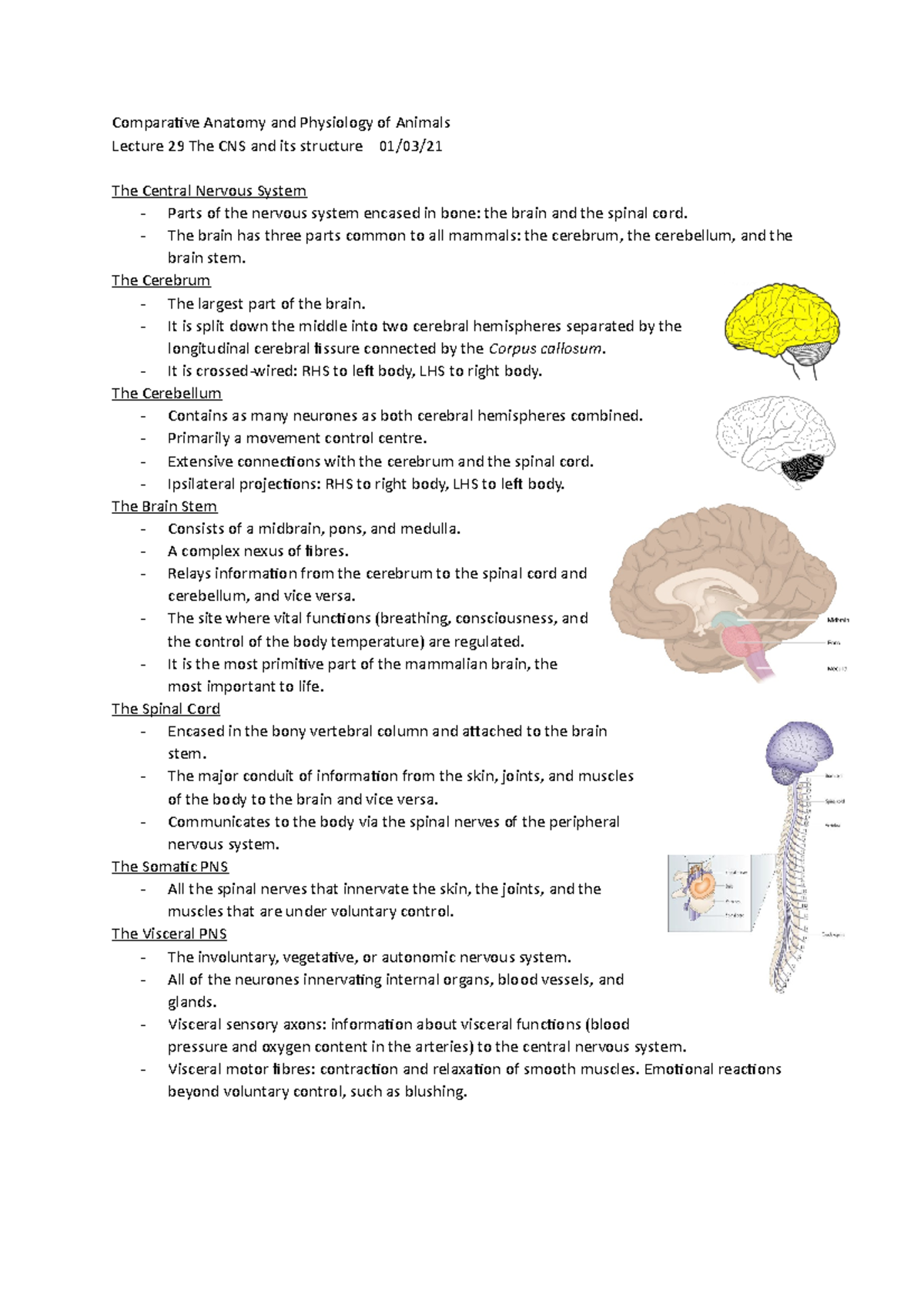 The CNS and its structure - The brain has three parts common to all ...