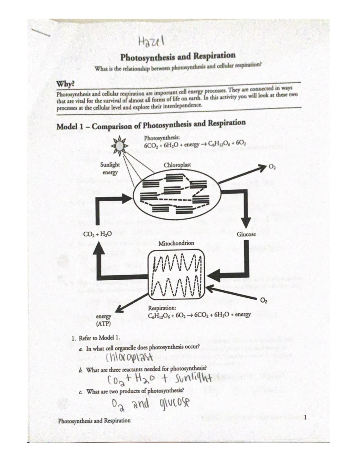 Photosynthesis and Respiration - Studocu