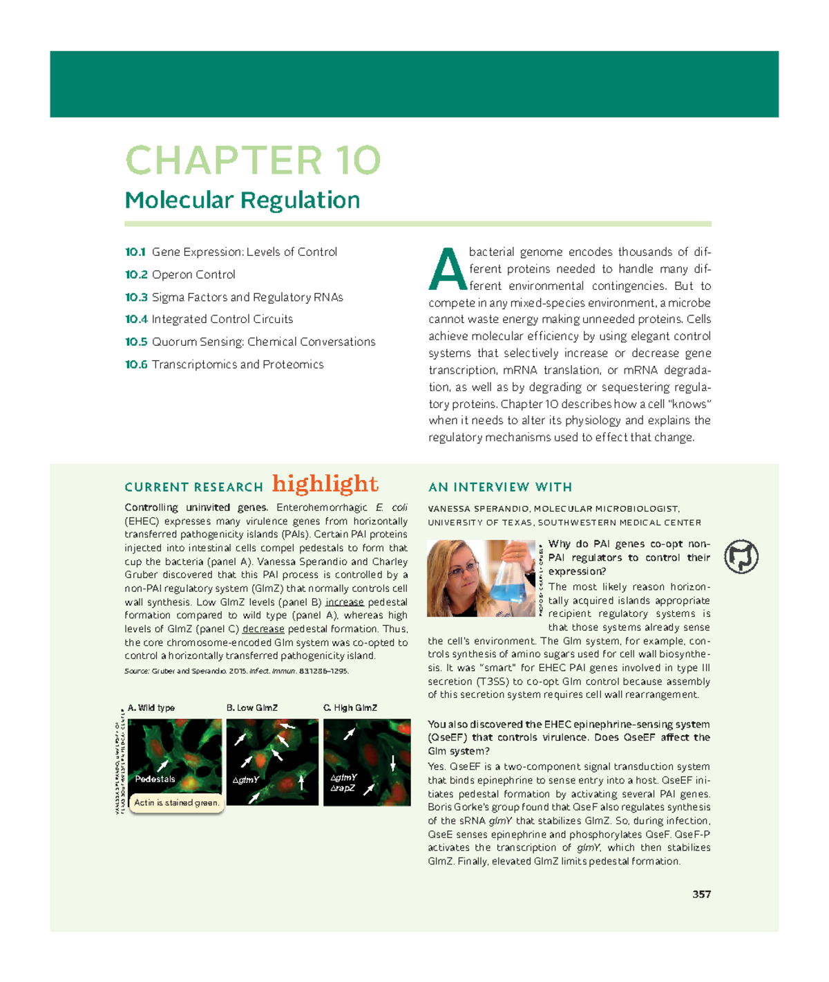 (7,8) Molecular Regulation (Chapter 10) - CHAPTER 10 MOLECULAR ...