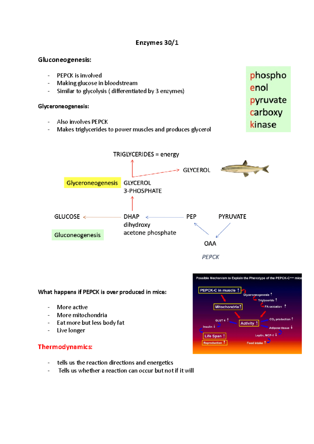 Cell bio-Enzymes - enzyme lecture notes - Enzymes 30/ Gluconeogenesis ...