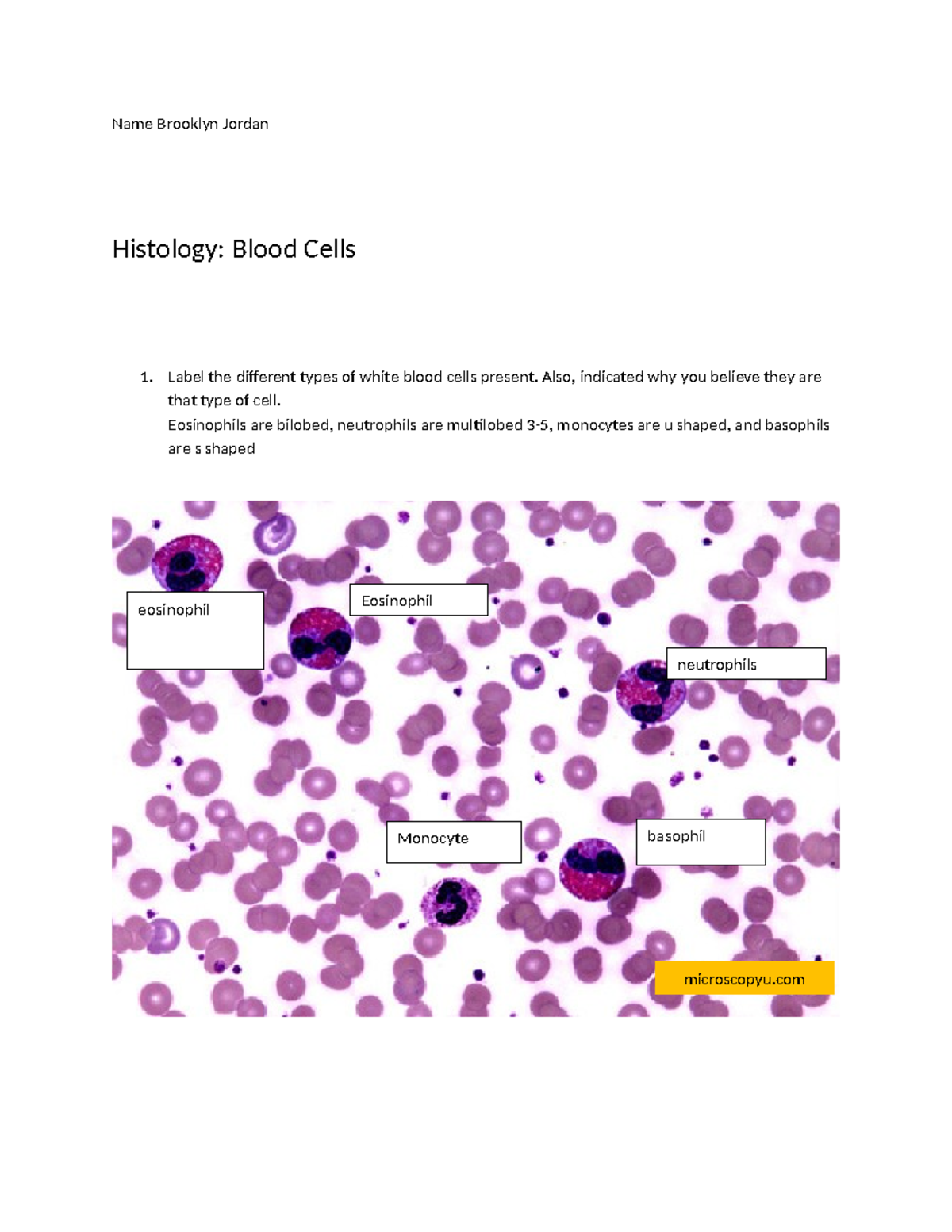 Week 1 Histology Blood Cells - Name Brooklyn Jordan Histology: Blood Cells Label the different ...
