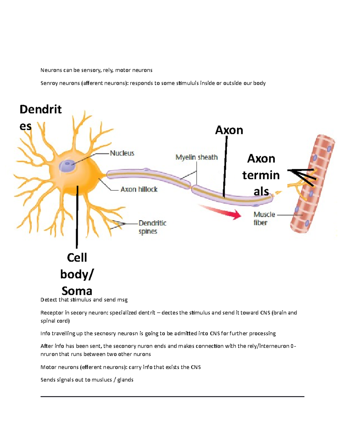 PS267 slide 1 notes - Neurons can be sensory, rely, motor neurons ...
