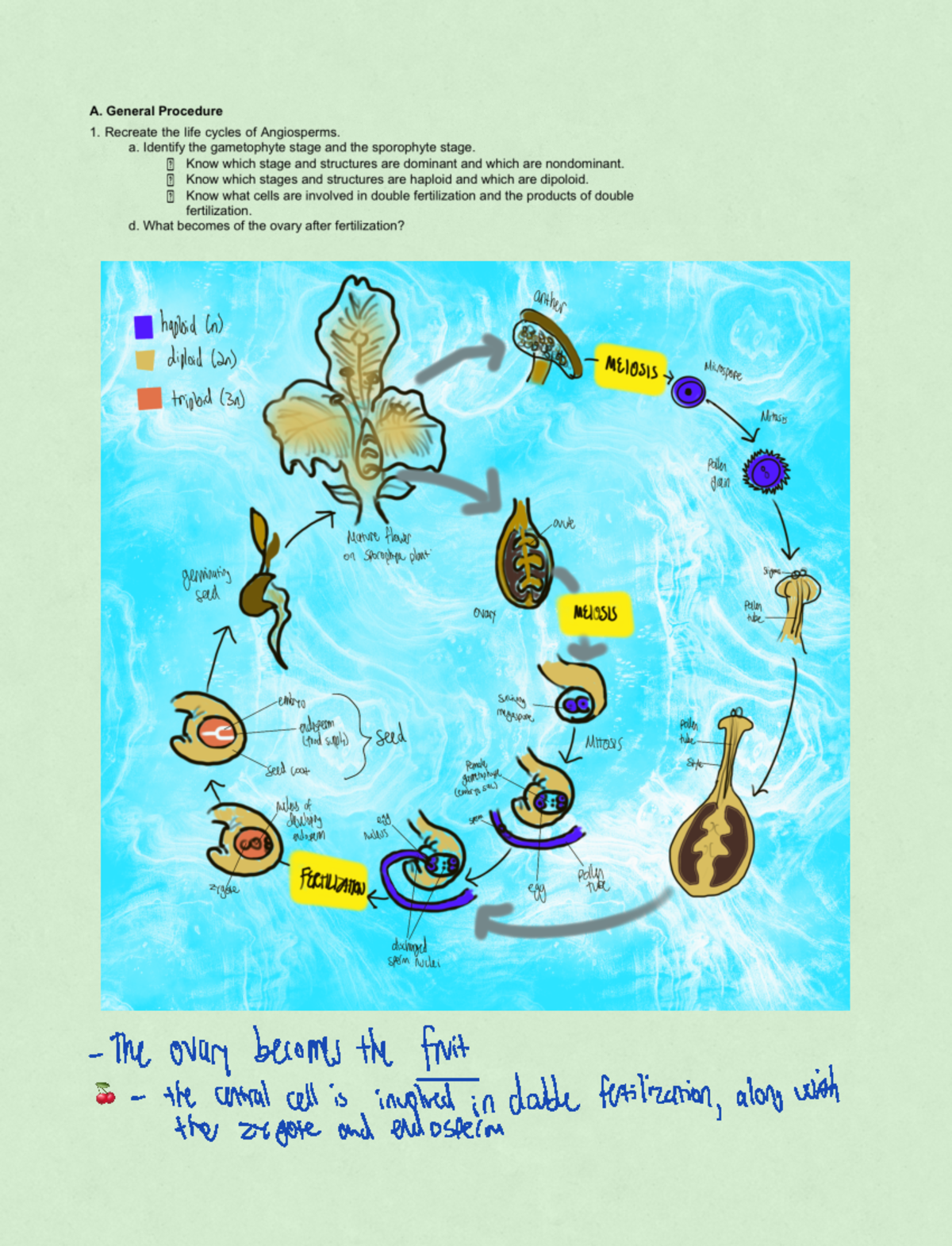 Fruits Flowers Seeds Visual Study Guide - ####### 🃵 The - Studocu
