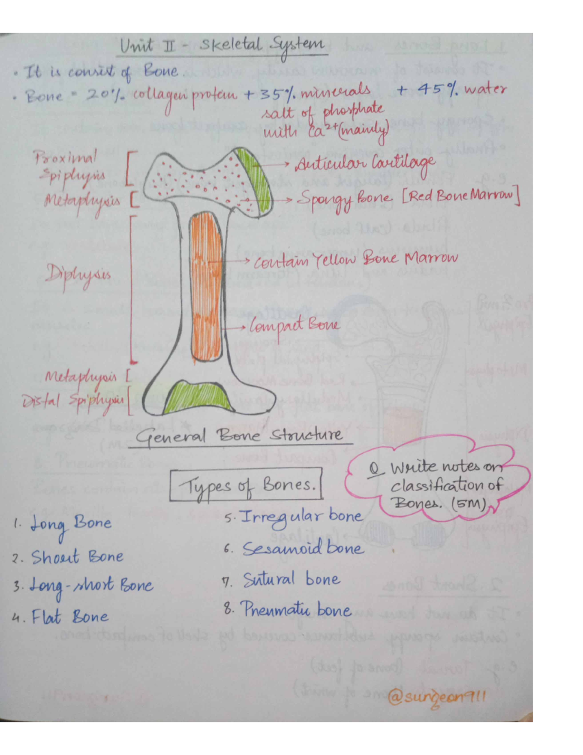 The skeletal system - Its lecture note - Bachelors in nursing - Studocu