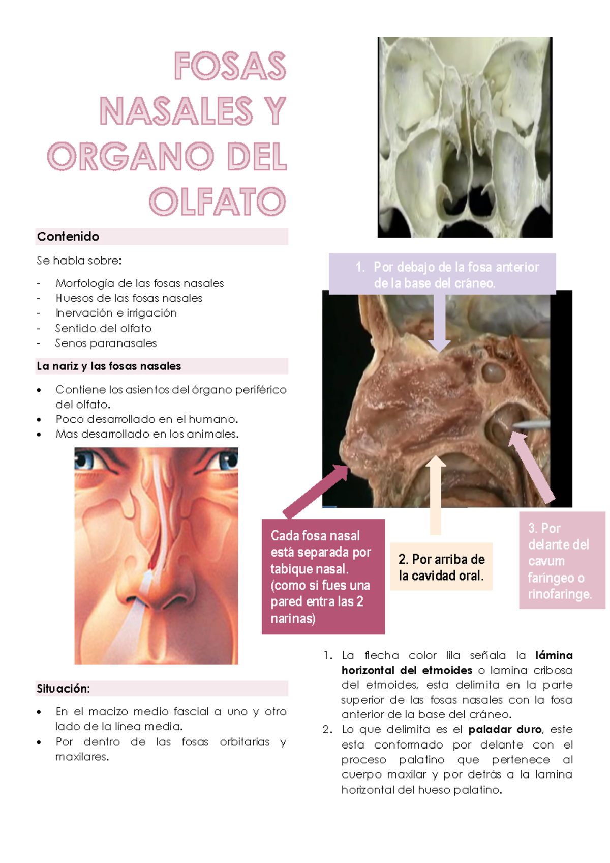 6.2 Fosas Nasales - Contenido Se habla sobre: Morfología de las fosas ...