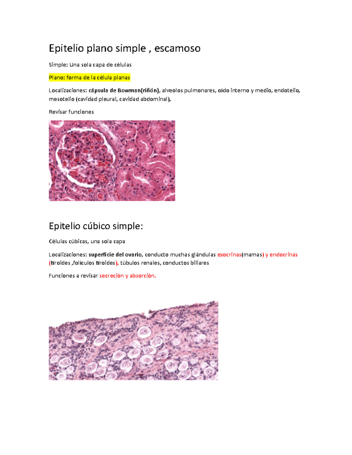 Resumen láminas epitel Histo - Epitelio plano simple , escamoso Simple: Una sola capa de células ...