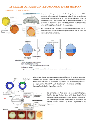 Chapitre 4 - Segmentation embryonnaire - Chapitre 4 : Segmentation ...