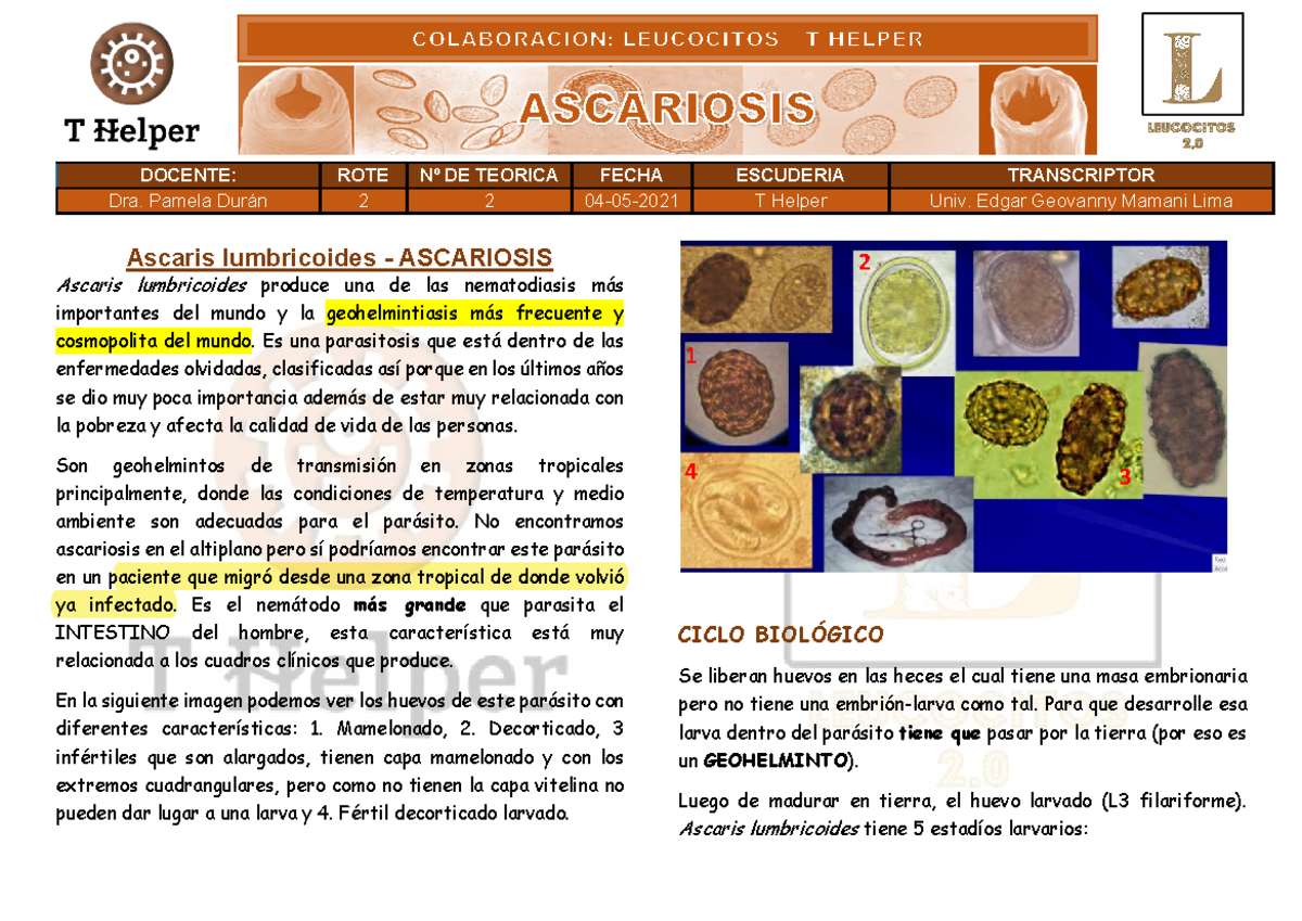 P2-B2. Ascariosis - Resumen - Ascaris lumbricoides - ASCARIOSIS Ascaris ...