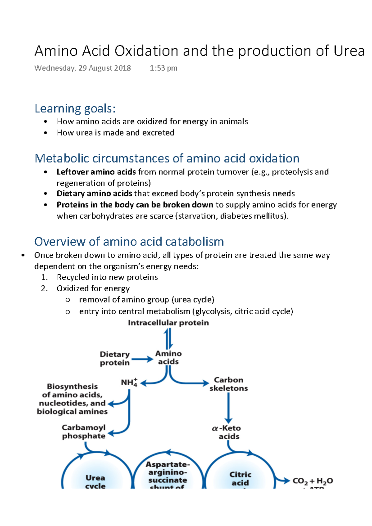 Amino Acid Oxidation and the production of Urea - Amino Acid Oxidation ...