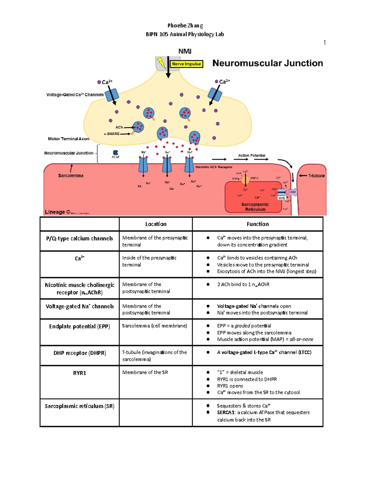 BIPN 105 Study Guide 3 NMJ - BIPN 105 Animal Physiology Lab 1 NMJ ...