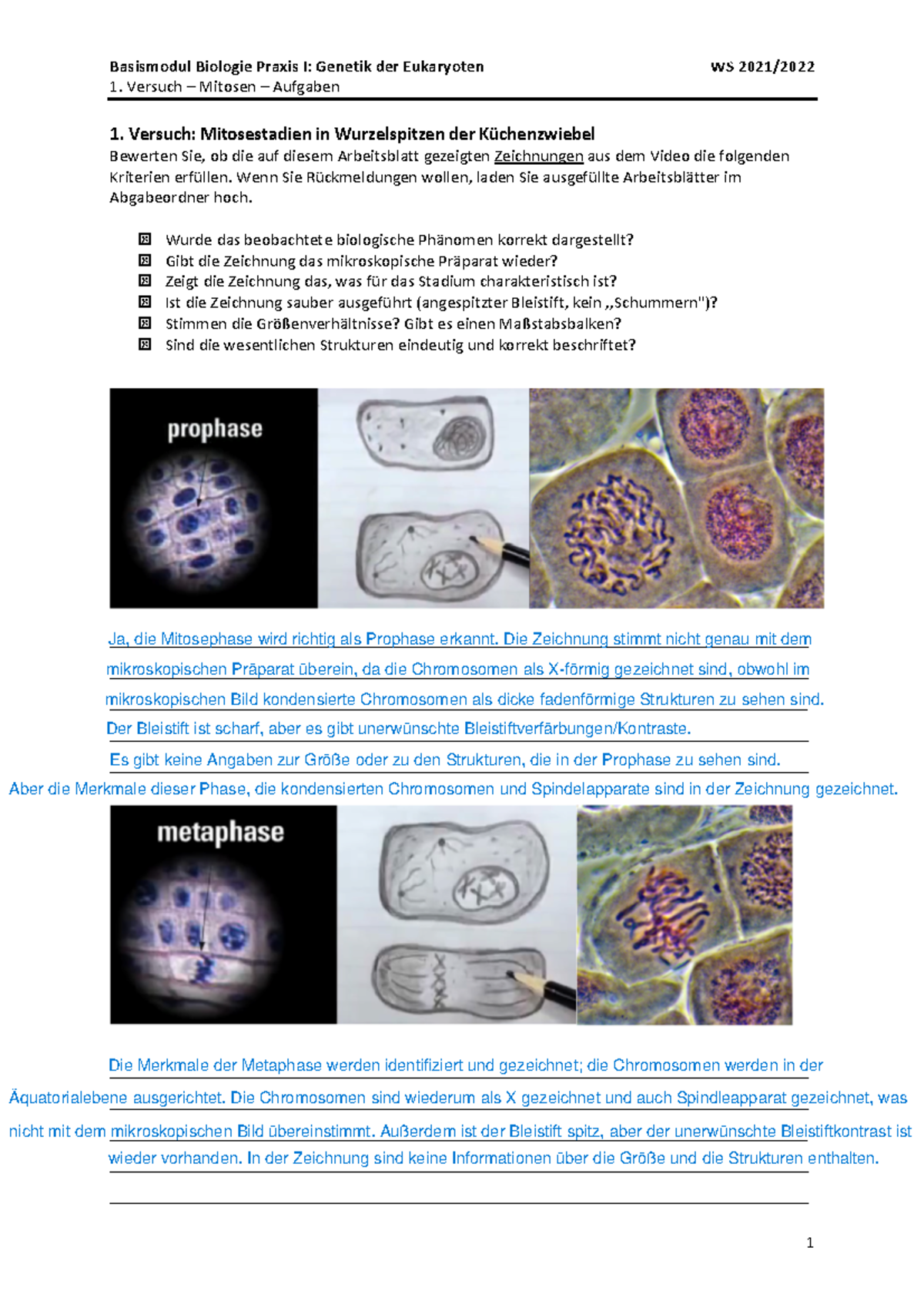 Arbeitsblatt-zu-Versuch 1 - Basismodul Biologie Praxis I: Genetik der Eukaryoten WS 2021 ...