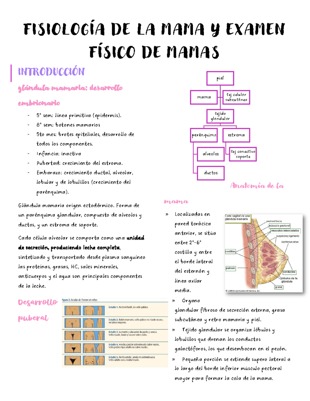Fisio de la mama - .... - FISIOLOGÕA DE LA MAMA Y EXAMEN FÕSICO DE ...