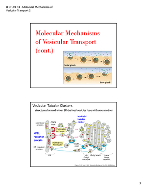 Lecture 10 - Molecular Mechanisms of Vesicular Traffick - Vesicular Transport 1 Molecular ...