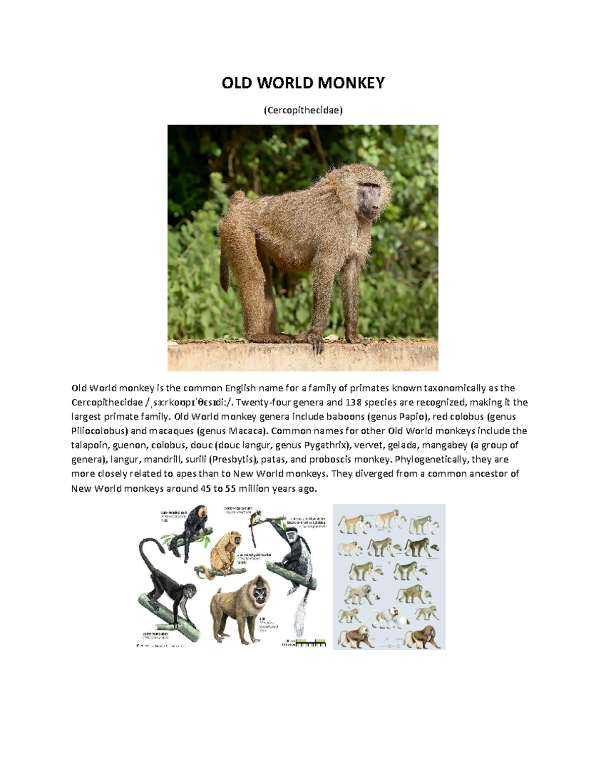 Primates - OLD WORLD MONKEY (Cercopithecidae) Old World monkey is the ...