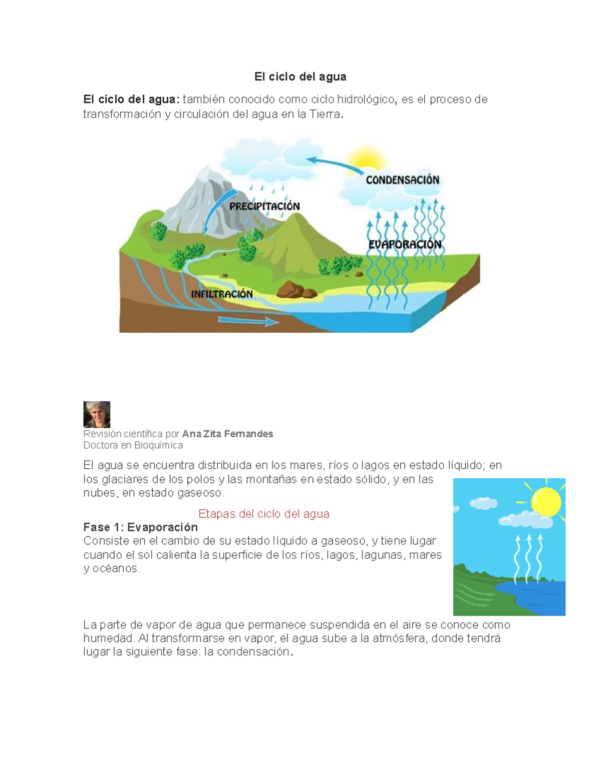 El ciclo del agua - Revisión científica por Ana Zita Fernandes Doctora ...