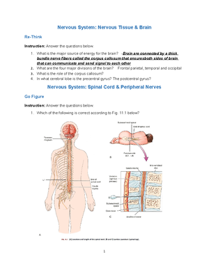 AHP106 Wk4 Virtual Lab - Anatomy and Physiology lab assignment for week ...