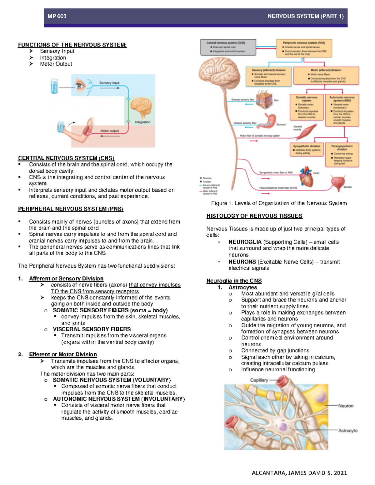 Nervous System (Part 1) - FUNCTIONS OF THE NERVOUS SYSTEM: Sensory ...