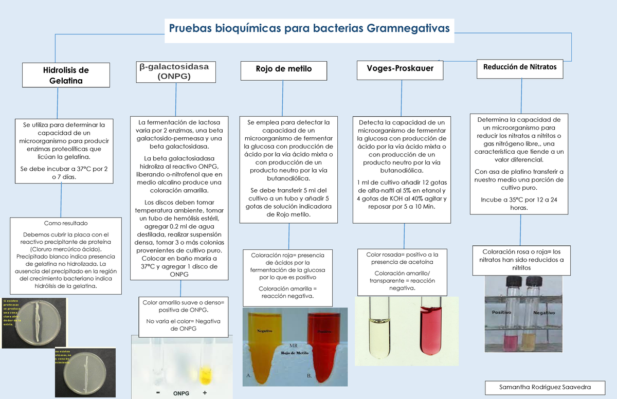 Pruebas bioquímicas para bacterias Gramnegativas - Pruebas bioquímicas para bacterias ...