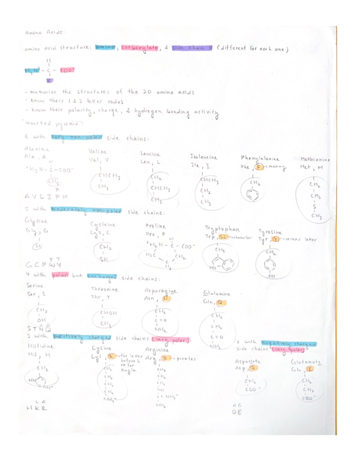 How to memorize the structures of the 20 amino acids - Studocu