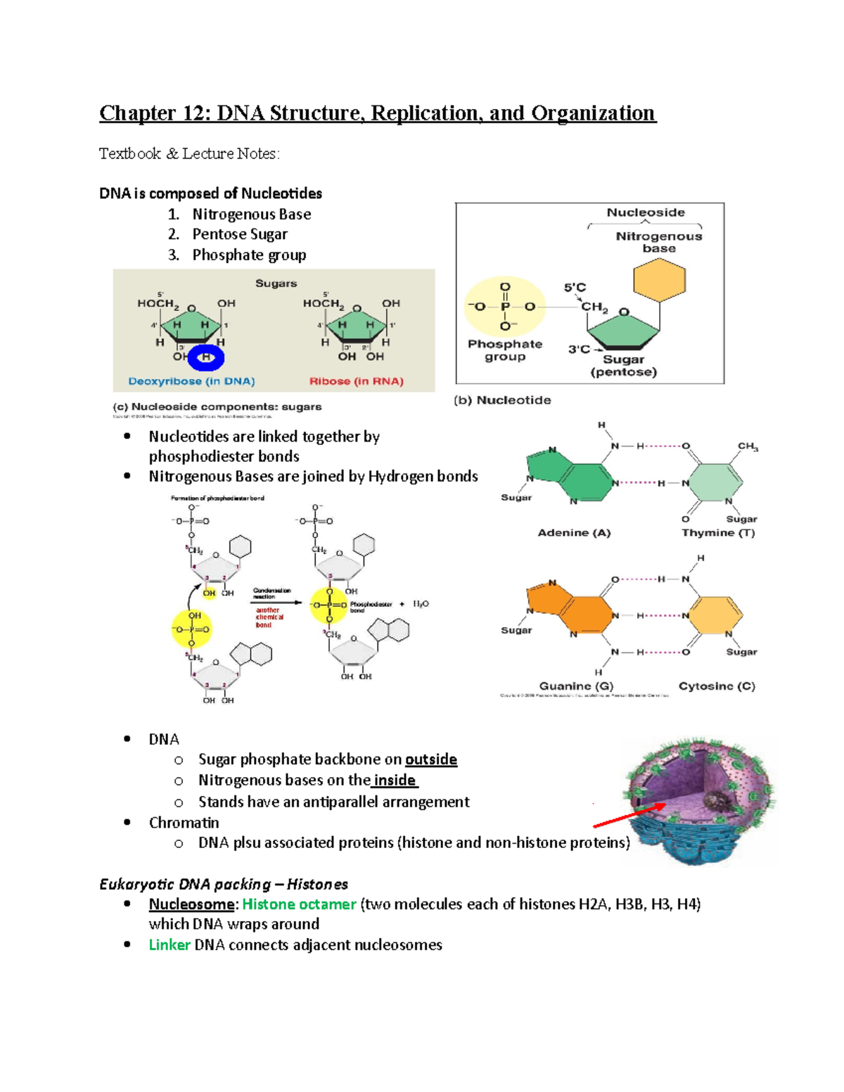 Chapter 12 Notes - Chapter 12: DNA Structure, Replication, and ...