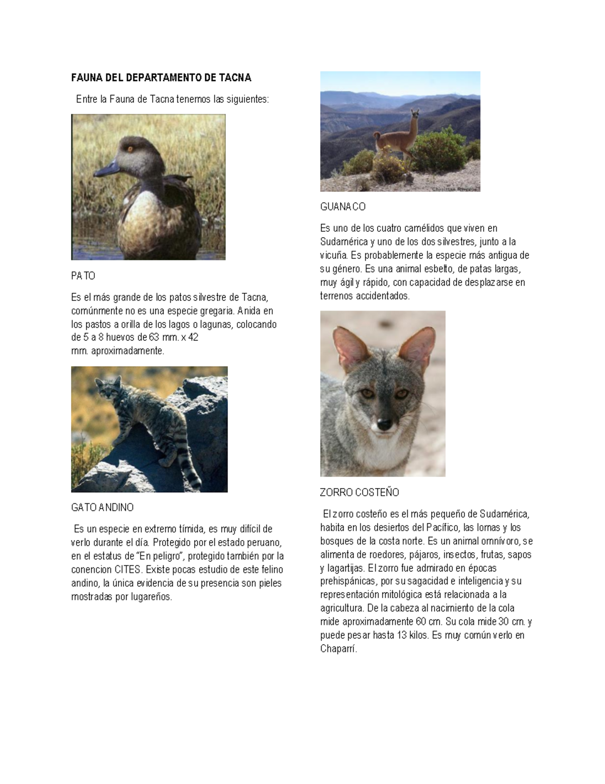 Fauna DEL Departamento DE Tacna - FAUNA DEL DEPARTAMENTO DE TACNA Entre ...